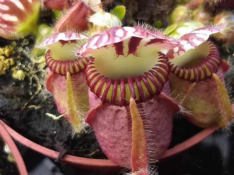 Cephalotus follicularis - Plantas Carnívoras España