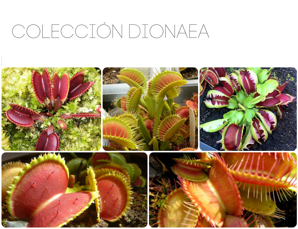 Dionaea 'Alien' planta - Plantas Carnívoras España