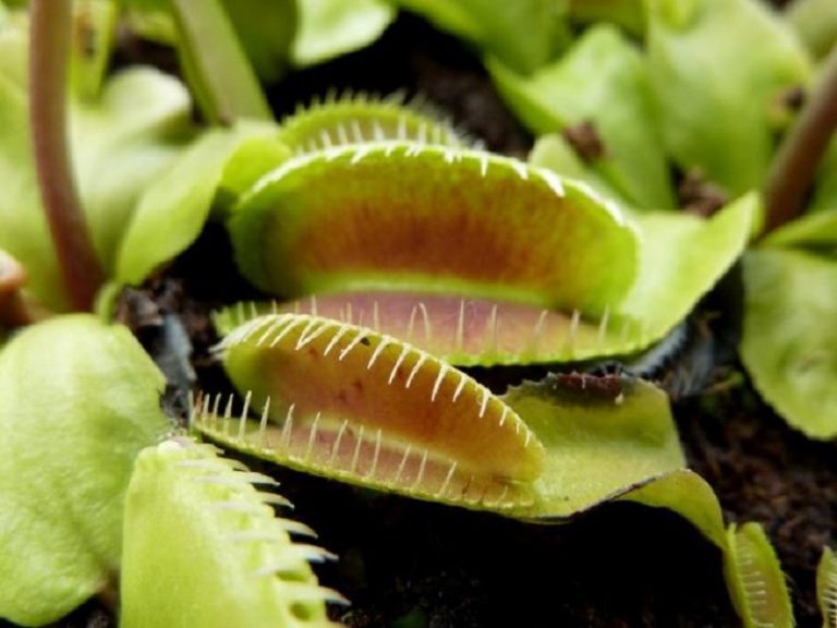 Dionaea 'Alien' planta - Plantas Carnívoras España