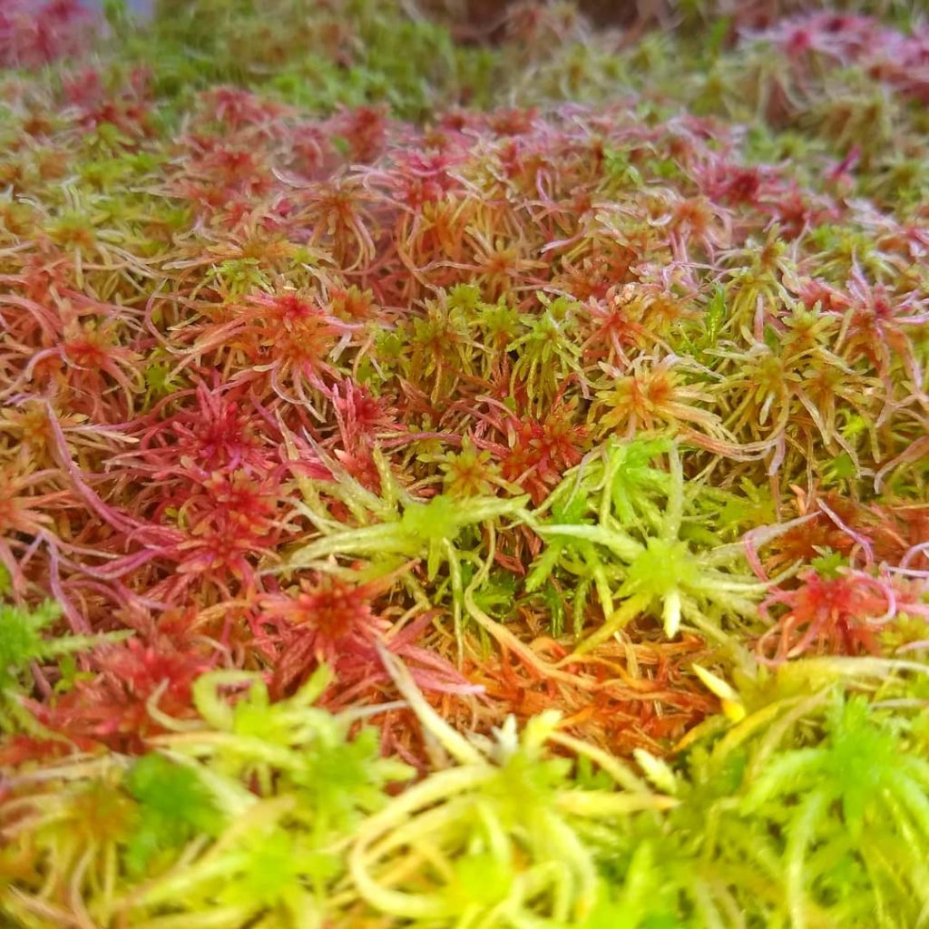 Musgo sphagnum vivo (mix) 1 litro - Plantas Carnívoras España
