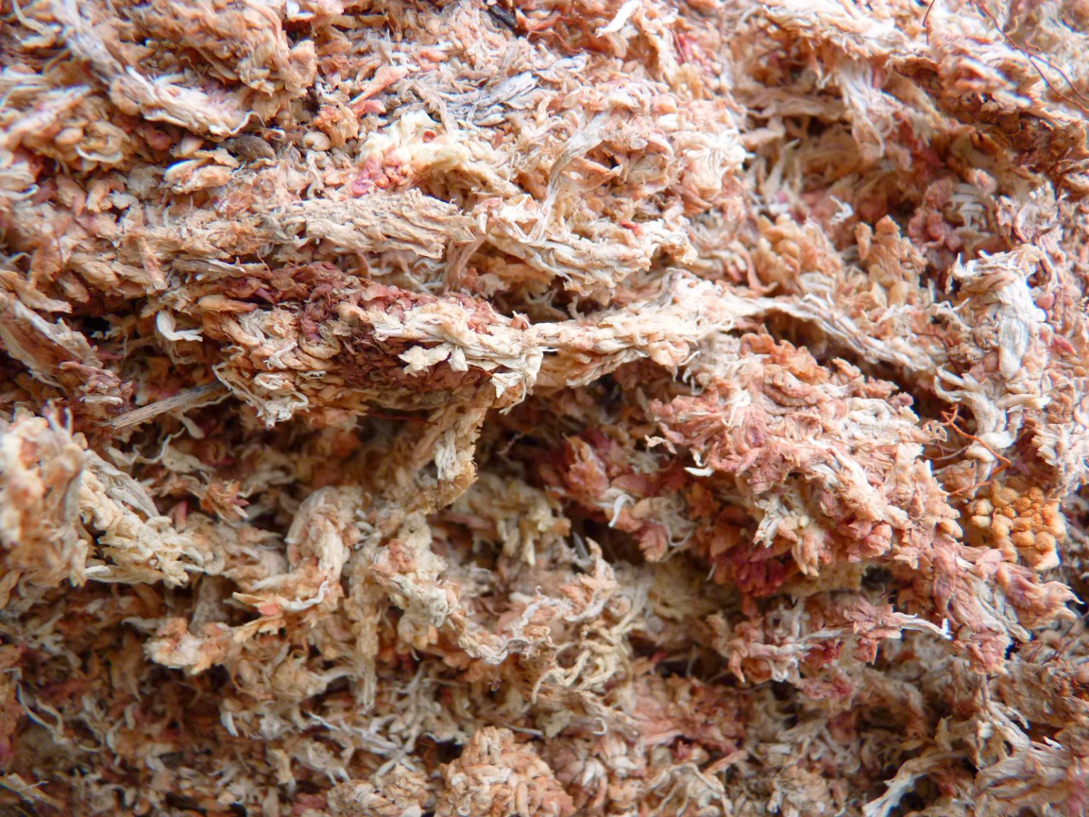 Musgo sphagnum seco - Plantas Carnívoras España